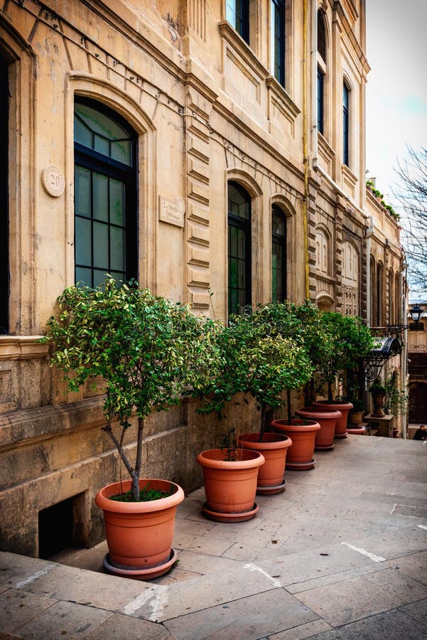 Trees in pots stock photo. Image of street, urban, iceri - 68059134