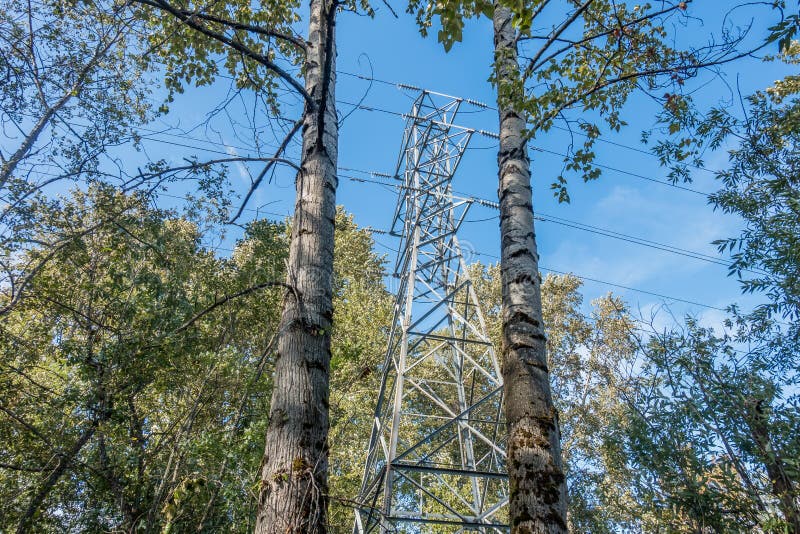 Trees and Power Lines stock image. Image of nature, landscape - 58916331
