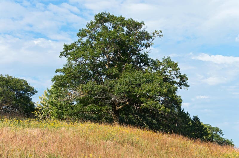 Trees and Prairie in Chaska Stock Photo - Image of grass, county: 77761630