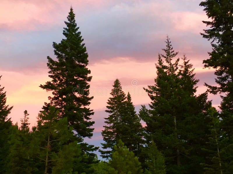 Trees stock image. Image of nature, natural, mountain - 76304601