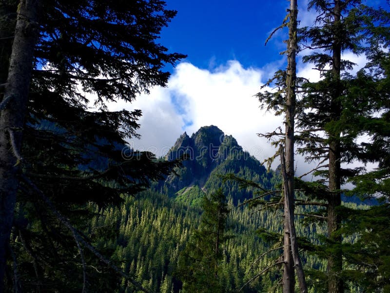 Trees stock photo. Image of pretty, jungle, cloud, grass - 76304908