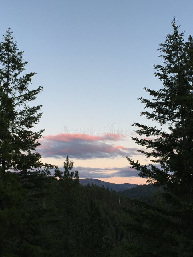 Trees stock photo. Image of trees, pretty, nature - 76437928