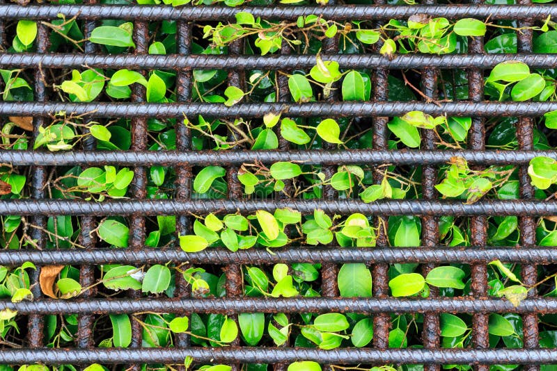 Trees in Prison, Tree Behind Bars Stock Image - Image of jail ...
