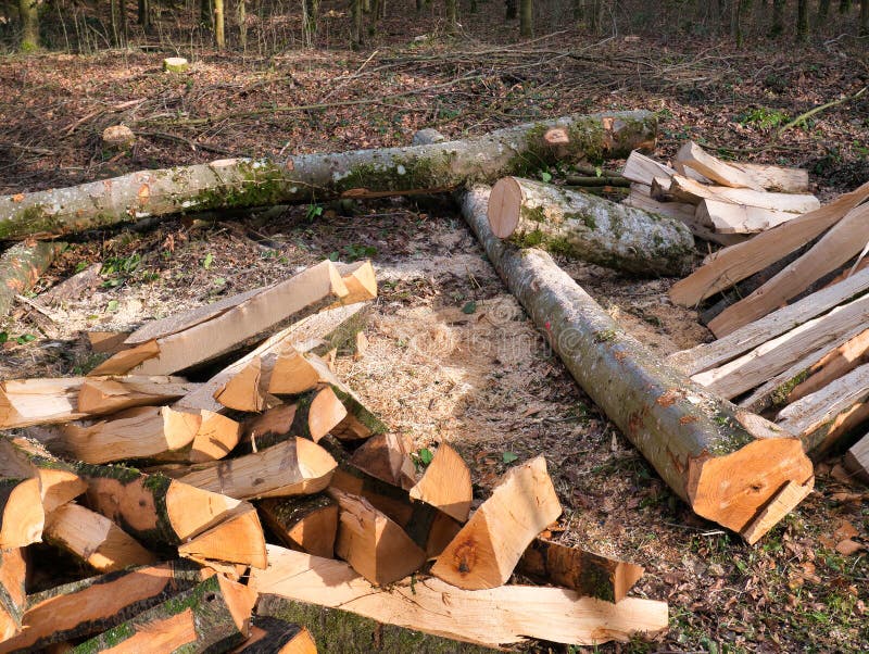 Trees Made into Logs in the Forest. Stock Photo - Image of pile, circle ...