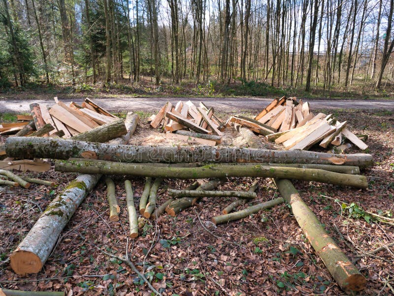 Trees Made into Logs in the Forest. Stock Image - Image of lenzburg ...