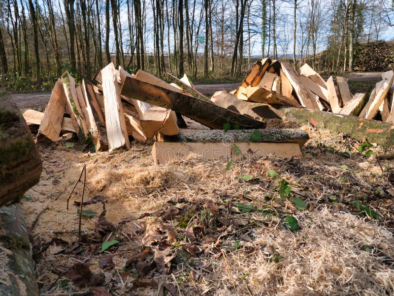 Trees Made into Logs in the Forest. Stock Photo - Image of lumber, logs ...