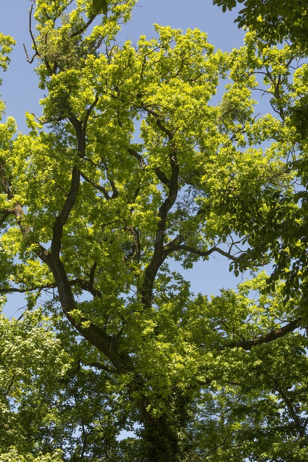 Trees produce oxygen stock image. Image of produce, feed - 218232281