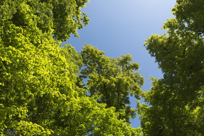 Trees produce oxygen stock photo. Image of life, climate - 218232300