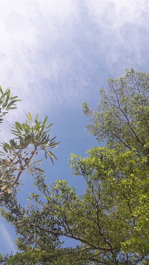 Trees provide free oxygen stock image. Image of leaf - 287030901