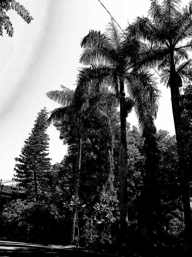 Trees Provide Fresh Air for Our Lives Stock Image - Image of fresh ...