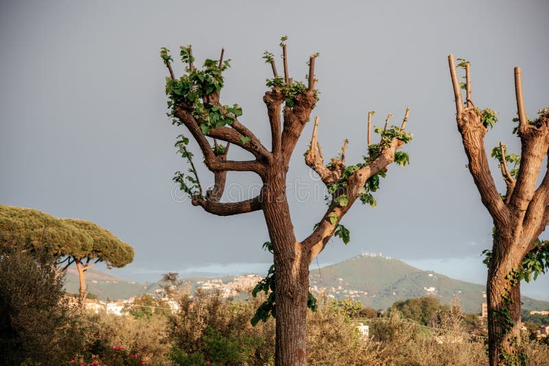Trees Pruned with Pollard Tree Pruning Method with Fresh Green Leaves ...