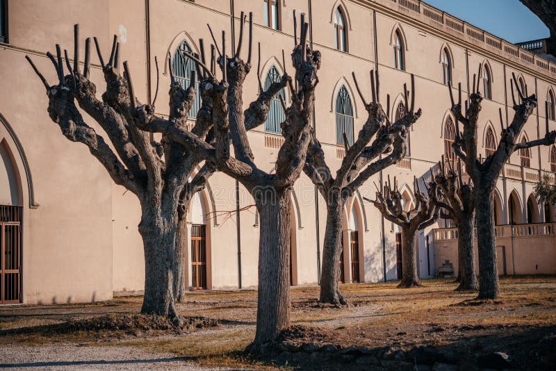 Trees Pruned with Pollard Tree Pruning Method Stock Photo - Image of ...