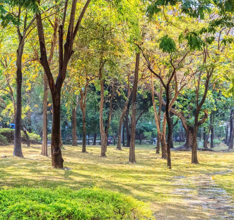 Trees in Public Park stock photo. Image of area, springtime - 67657242