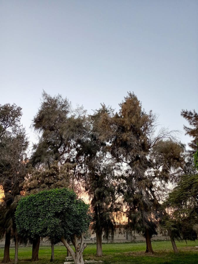 Trees in Egypt stock image. Image of landscape, garden - 252207081