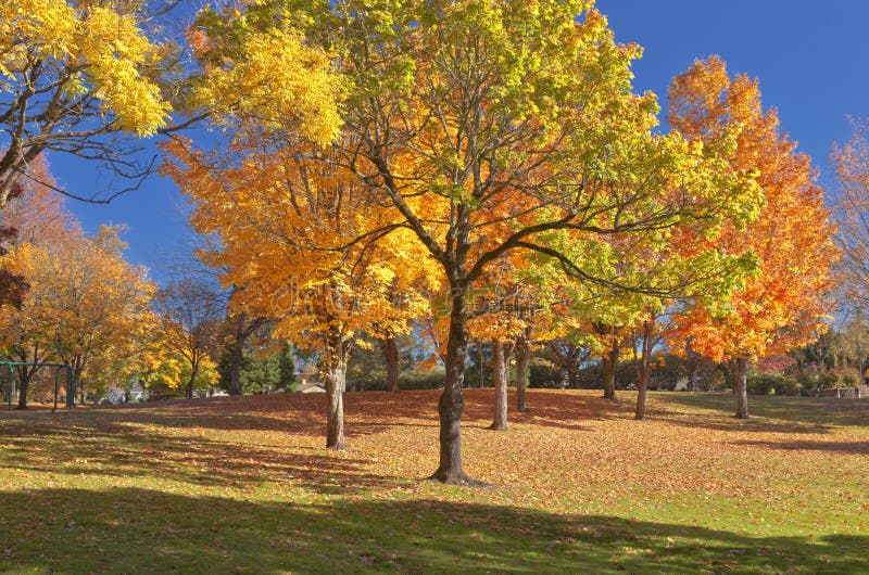 Trees in a Public Park in Full Colors. Stock Photo - Image of season ...