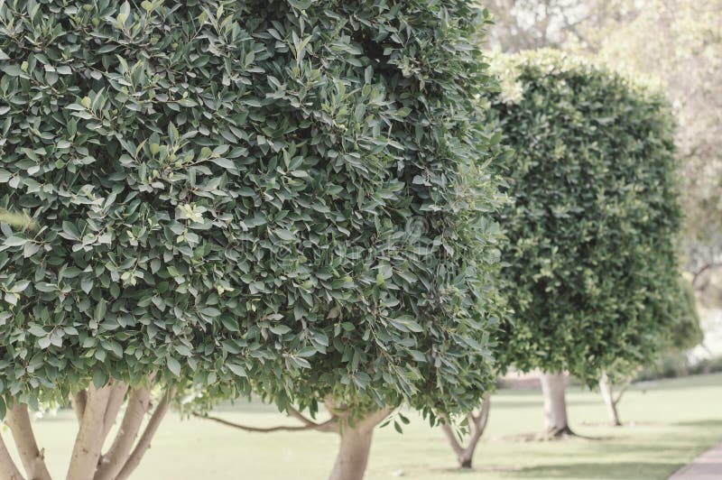 Trees in a Public Park. Round Shaped Trees Stock Image - Image of ...