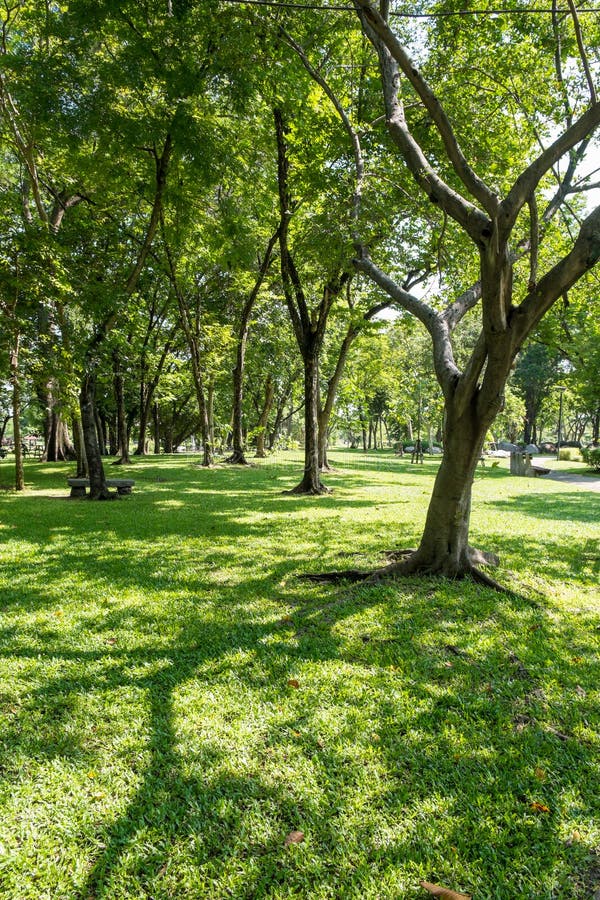 Green Lawn and Trees with Blue Sky at the Public Park Stock Photo ...
