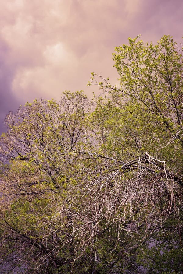 Trees and Purple Sky stock photo. Image of tree, soft - 237995300