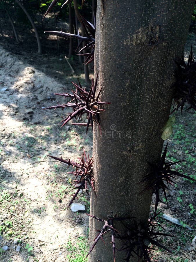 Trees with Thorns on Their Trunks Stock Photo - Image of trunk, branch ...