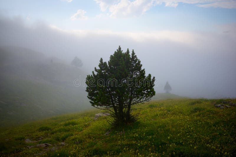 Trees in the Pyrenees stock image. Image of high, landscape - 196873393