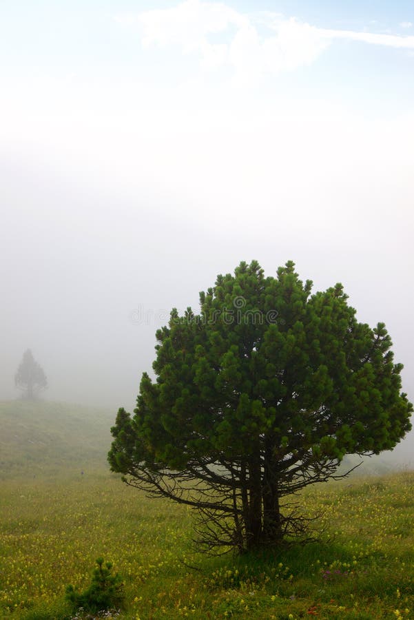 Trees in the Pyrenees stock image. Image of dark, landmark - 196873433