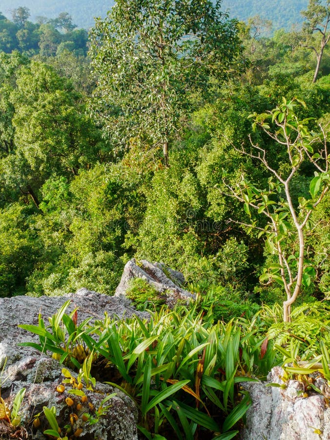 Rainforest Trees in the Morning Stock Photo - Image of cairns, flora ...