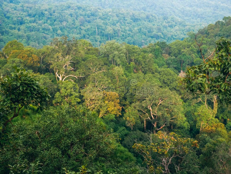 Rainforest Trees in the Morning Stock Photo - Image of park ...