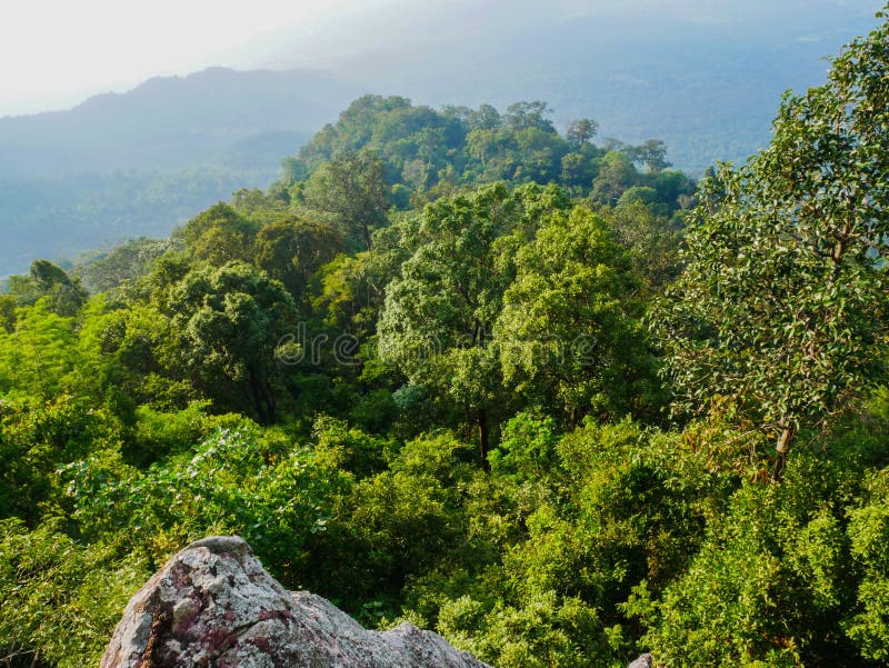 Rainforest Trees in the Morning Stock Image - Image of background ...