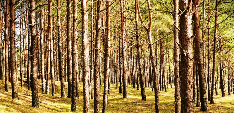 Trees in the rain forest stock photo. Image of scenery - 137454432