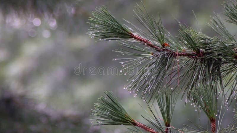 Trees in the Rain. Trees Under Rain Drops Stock Image - Image of forest ...