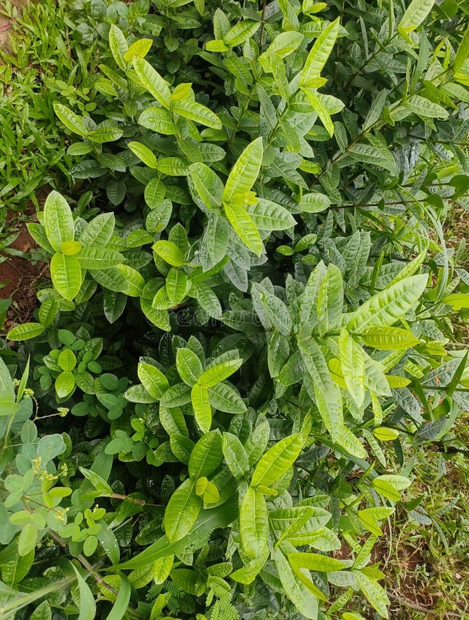Trees Rain Waterplant Land Plant Stock Image - Image of rain ...