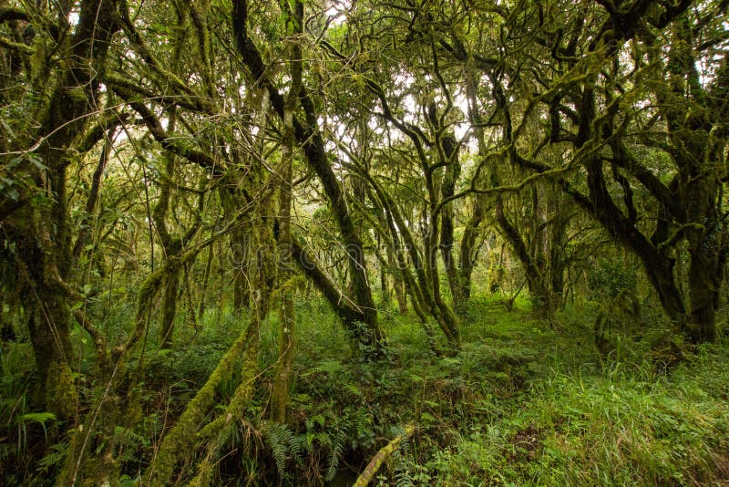 Trees in a Rainforest Somewhere in Africa Stock Image - Image of nature ...