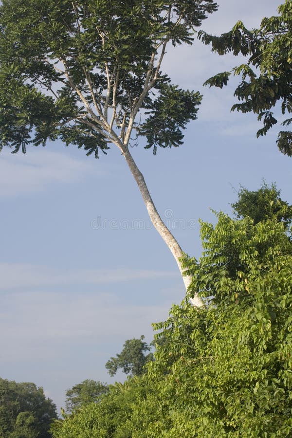 Trees in the Rainforest of the Upper Amazon, Ecuador Stock Image ...