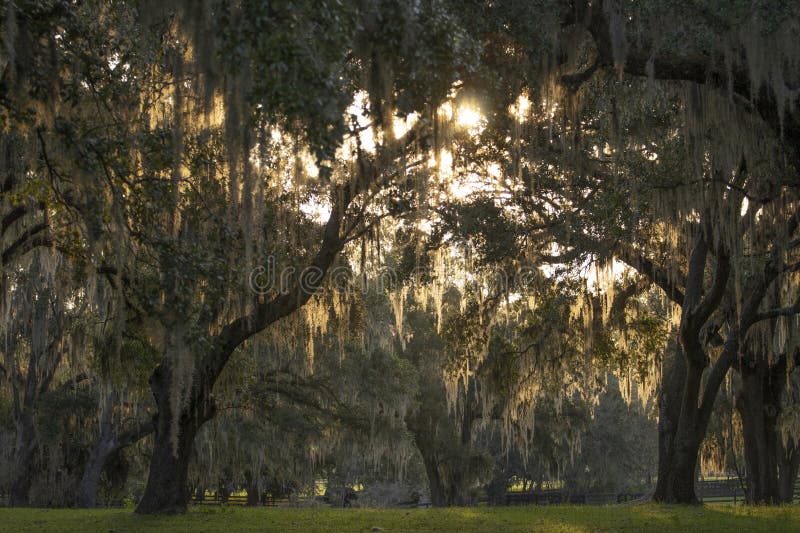 Trees on a Ranch in Florida Covered with Spanish Moss Stock Photo ...