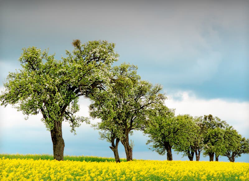 Trees and rapeseed stock photo. Image of rapeseed, scene - 28689446