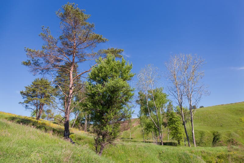 Trees Rarely Growing on Ravine Slope Against a Clear Sky Stock Photo ...