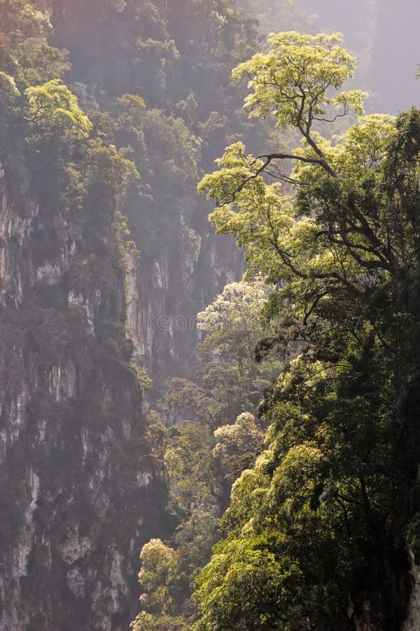 Trees on ravine stock image. Image of mountaintop, destination - 2714683