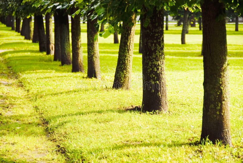 Trees raw stock image. Image of texture, nature, land - 10134425