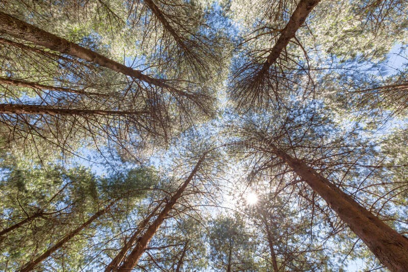 Trees Reaching Toward the Clouds and a Beautiful Blue Sky in Upstate ...