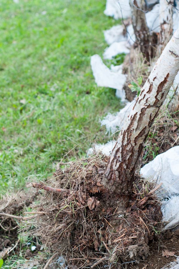 Trees ready to plant stock photo. Image of ready, natural - 62126780