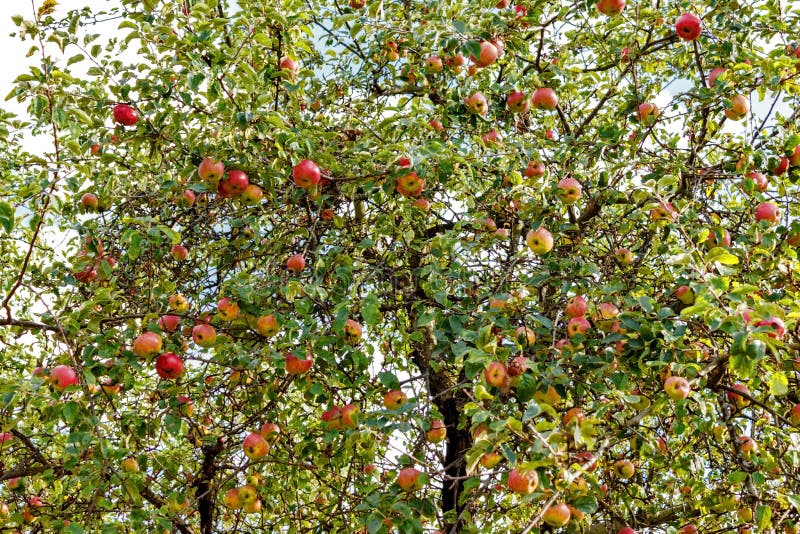 Trees with Red Apples in an Orchard. Red Apples on Apple Tree Branch ...