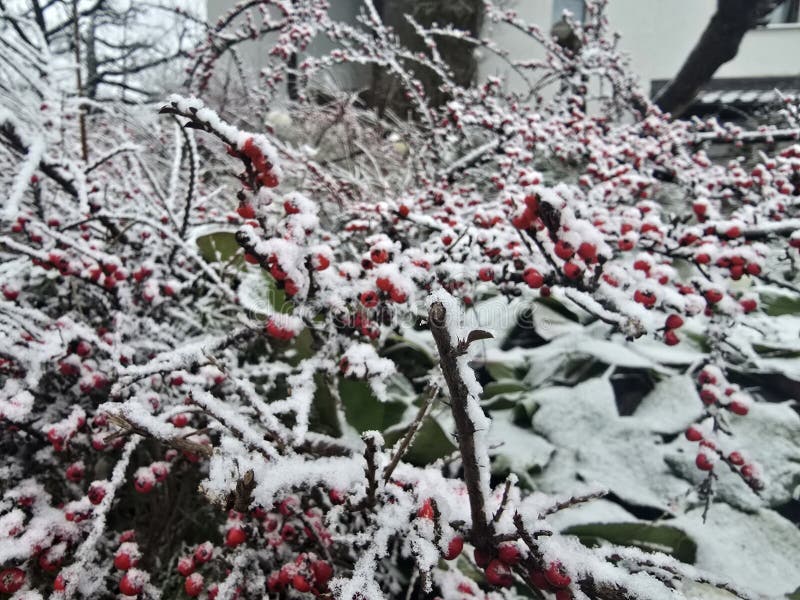 Trees with Red Fruit Snow and Leaves Stock Image - Image of snow ...