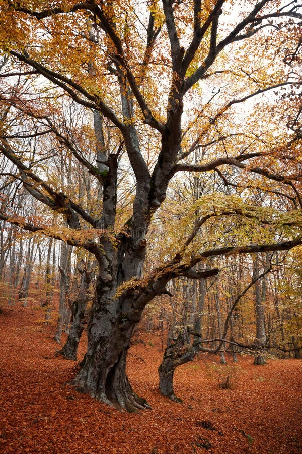 Trees with Red Leaves in Autumn Forest Stock Image - Image of journey ...