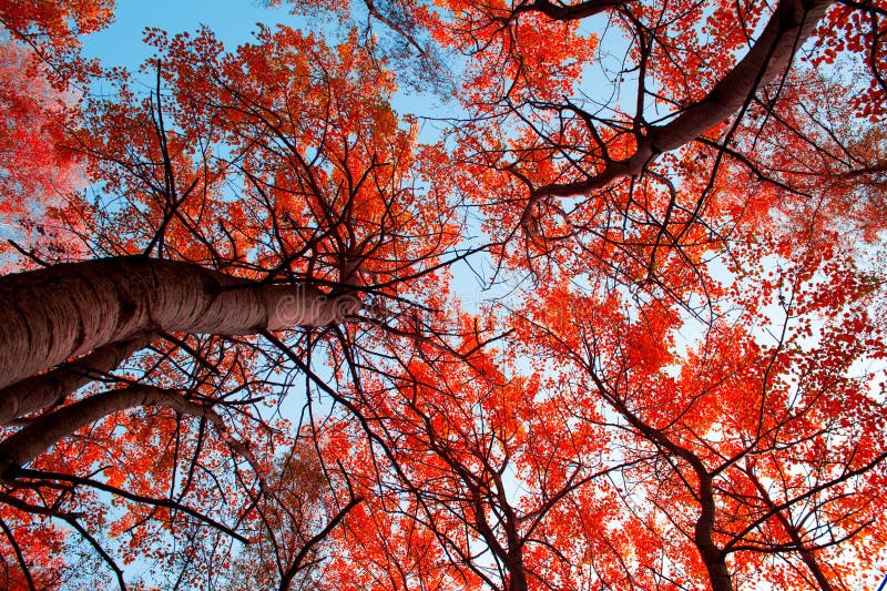 Trees with Red Leaves and Sky, Autumn Nature Stock Image - Image of ...