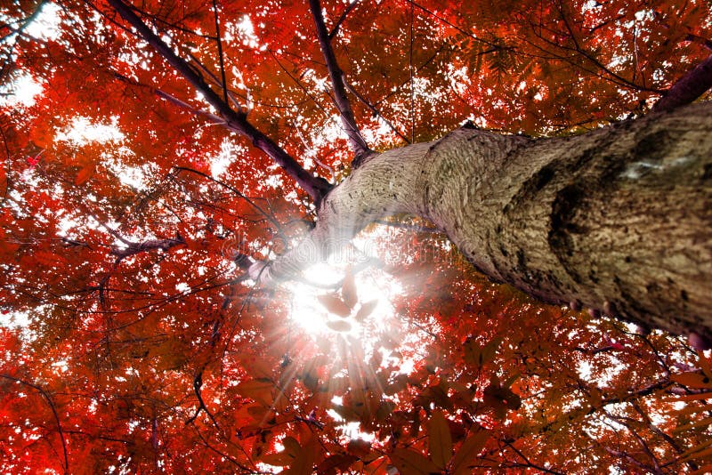 Trees with red leaves stock image. Image of russia, foliage - 38117213