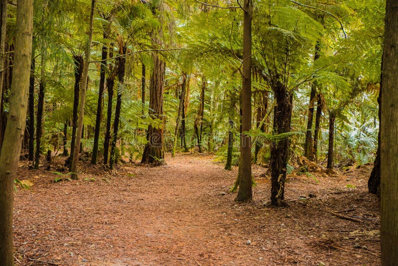 Trees in a red wood forest stock photo. Image of california - 118457474