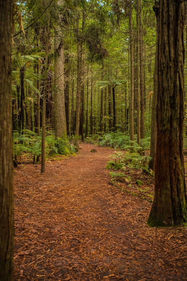 Trees in a red wood forest stock photo. Image of giant - 118457488