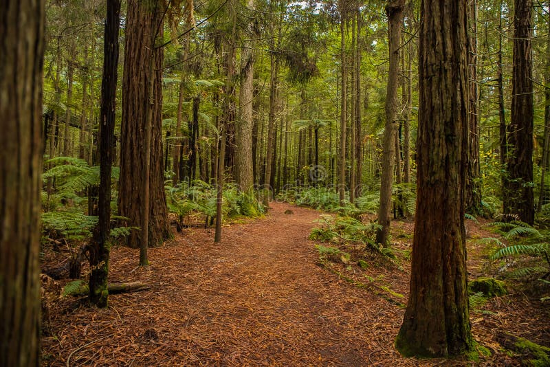 Trees in a red wood forest stock photo. Image of redwoods - 118457500