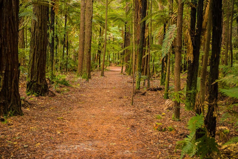 Trees in a red wood forest stock image. Image of autimn - 118457537