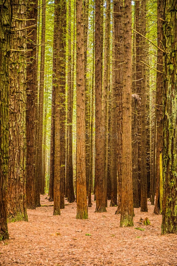 Trees in a red wood forest stock photo. Image of background - 118457574
